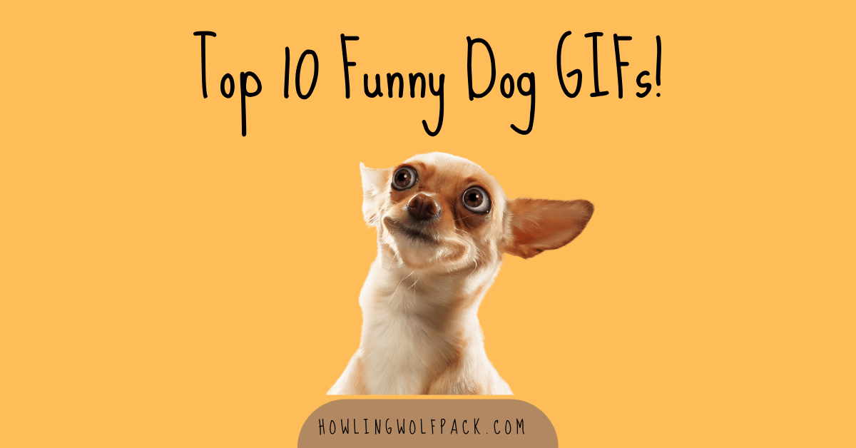 Top 10 Funny Dog GIFs To Brighten Your Day!