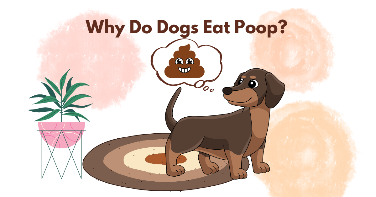 Why Do Dogs Eat Poop and How To Stop Them