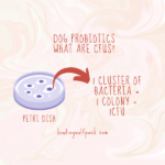 Best Probiotics for Dogs: 2024's Top Picks!