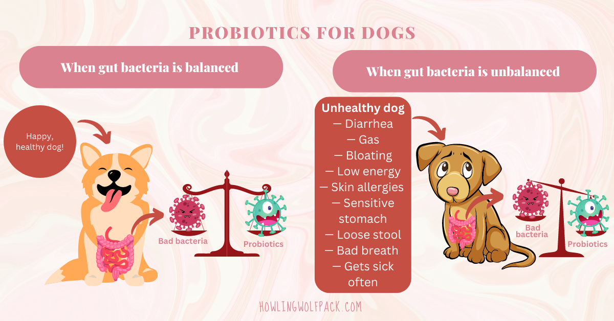 Best Probiotics for Dogs: 2024's Top Picks!