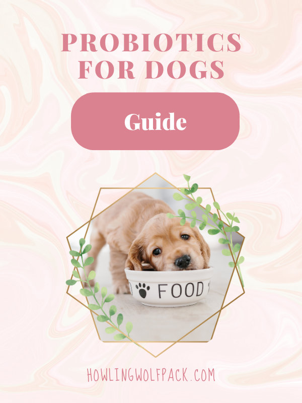 Best Probiotics for Dogs: 2024's Top Picks!