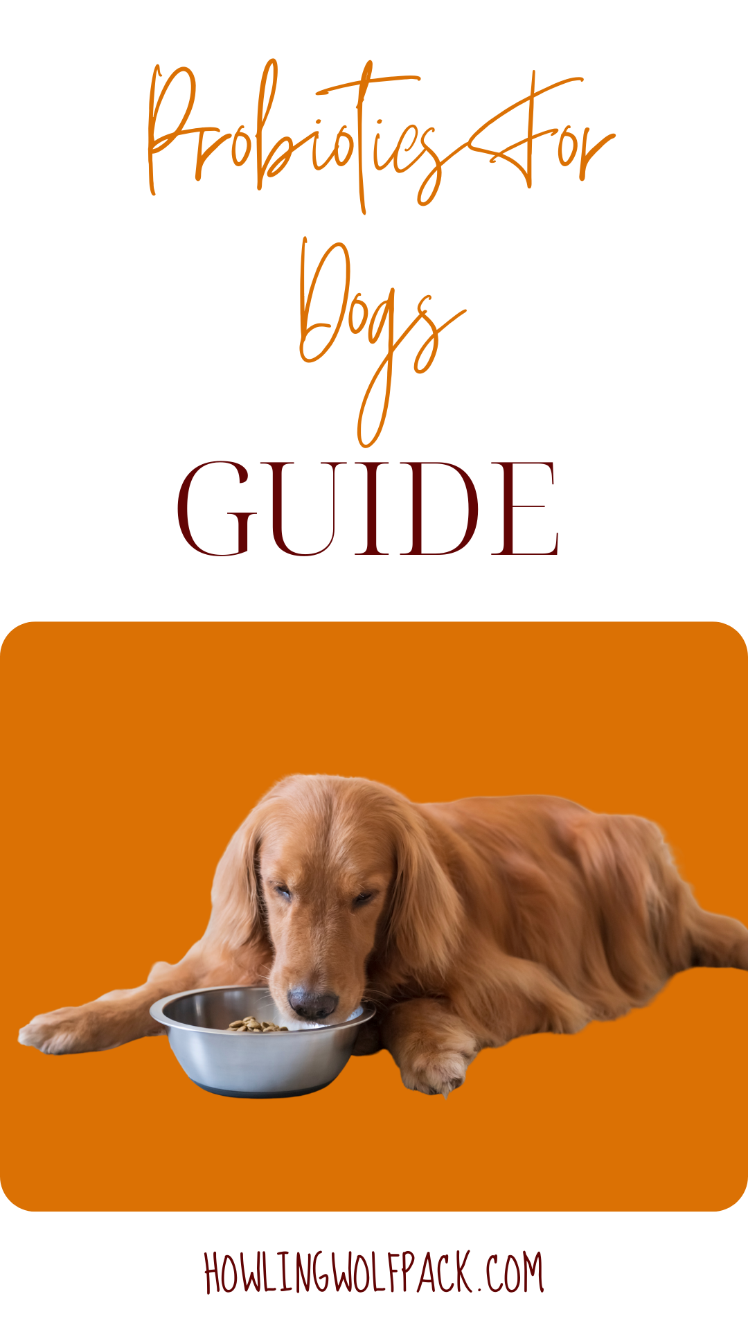 Best Probiotics for Dogs: 2024's Top Picks!