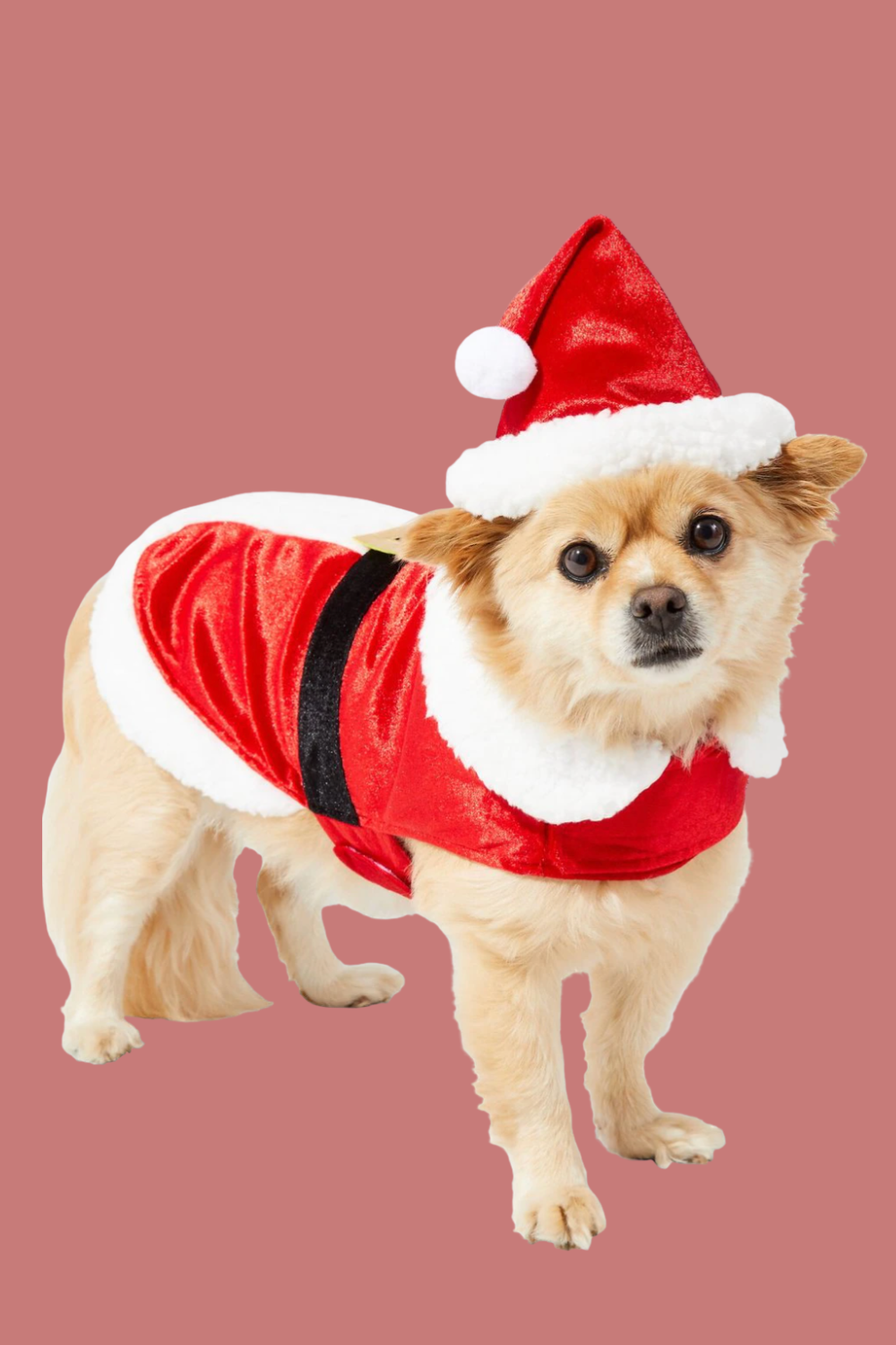 5 Best Christmas Dog Costumes