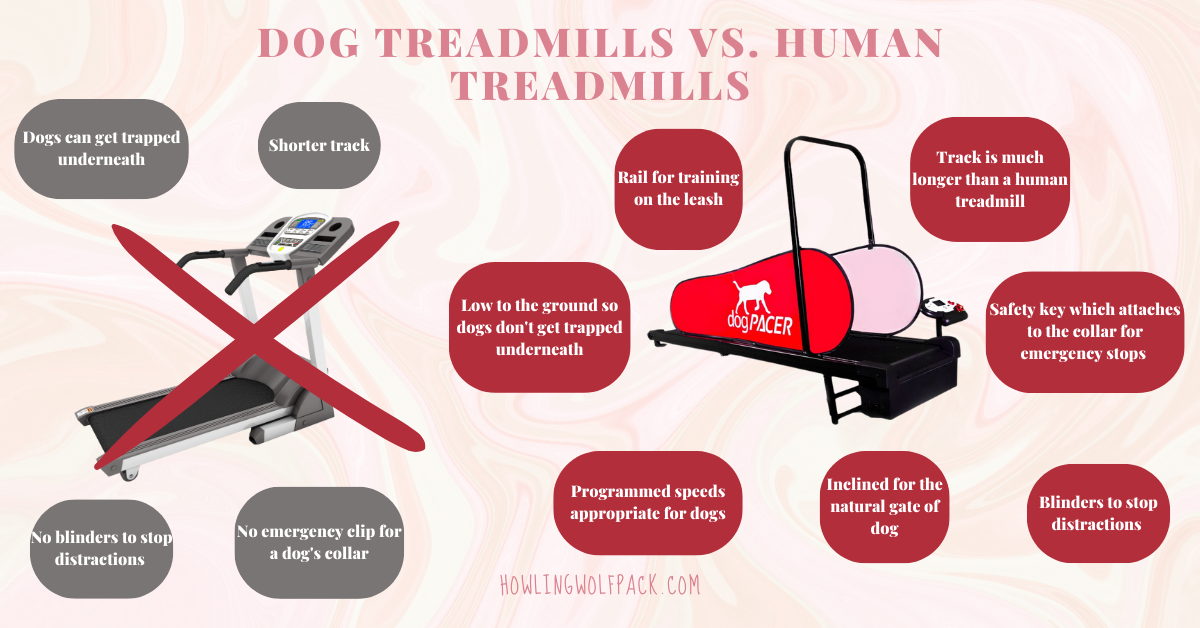 3 Best Dog Treadmills To Exercise Your Dog Indoors