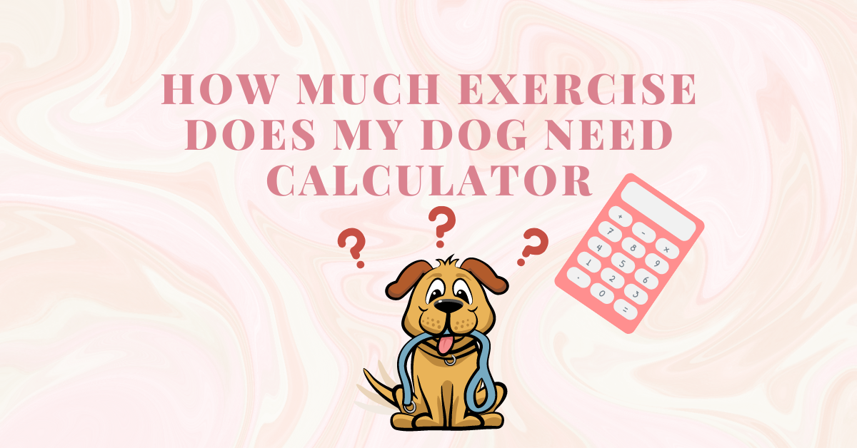 Dog Exercise Calculator How Much Exercise Does A Dog Need Dog Exercise Calculator How Much Exercise Does A Dog Need