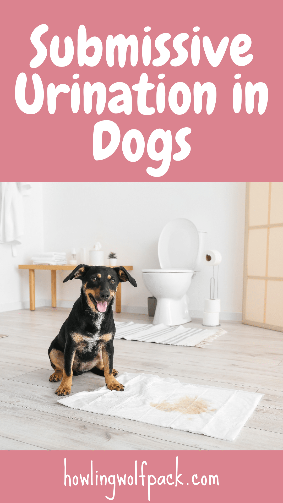 How To Stop Submissive Urination in Dogs: Causes & Solutions