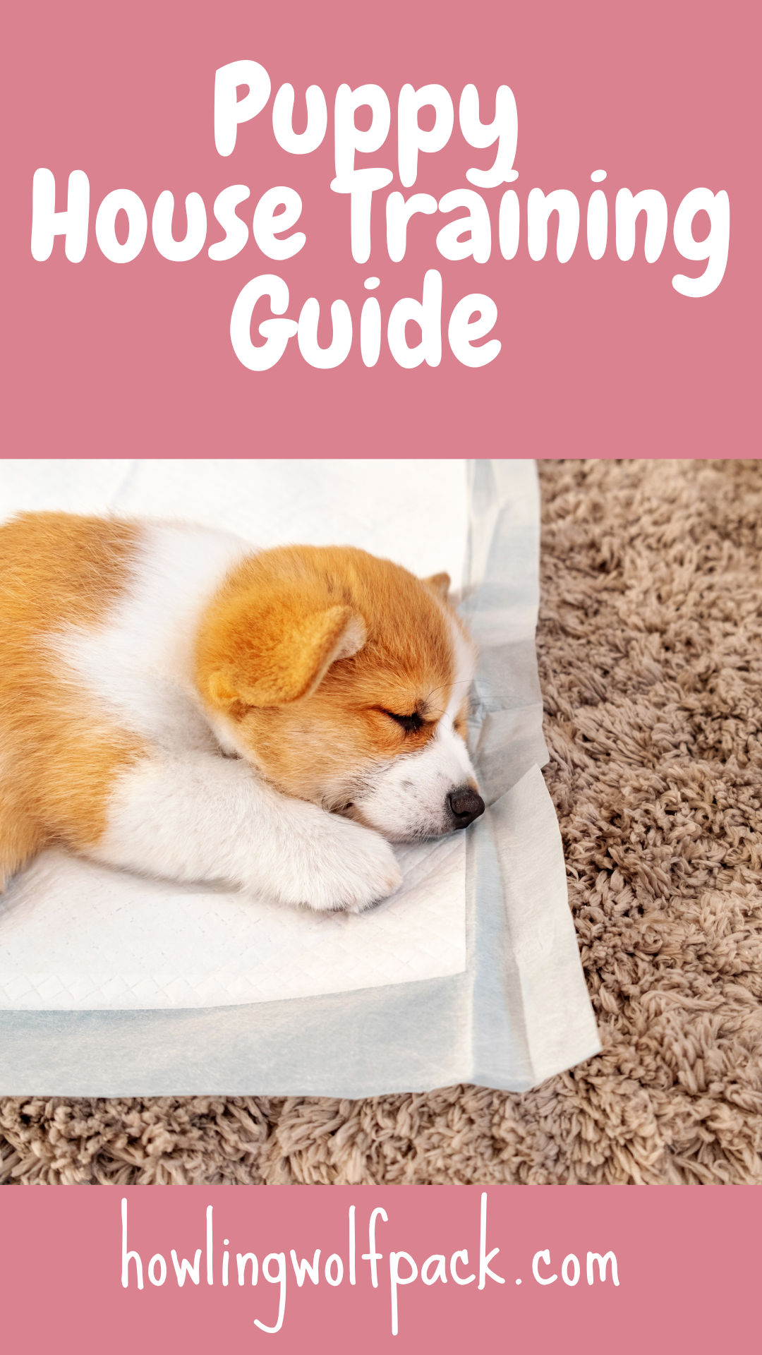 How to Potty Train a Puppy: Quick and Easy!