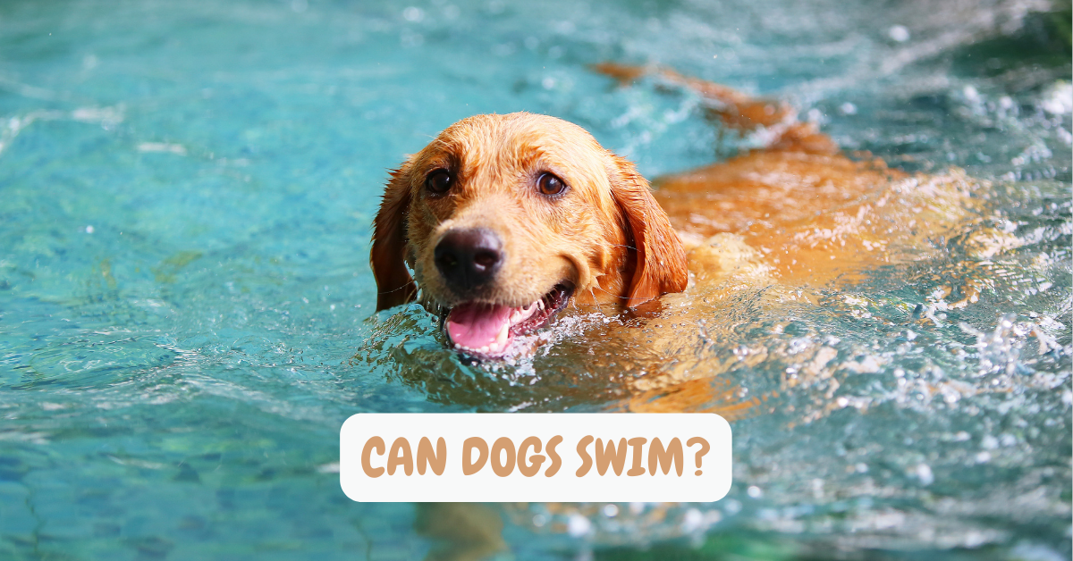 Can All Dogs Swim? A Guide To Teach Your Dog To Swim
