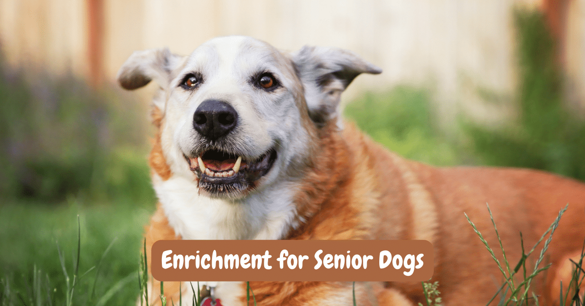 Enrichment for Senior Dogs: Top Ideas for the Golden Years!