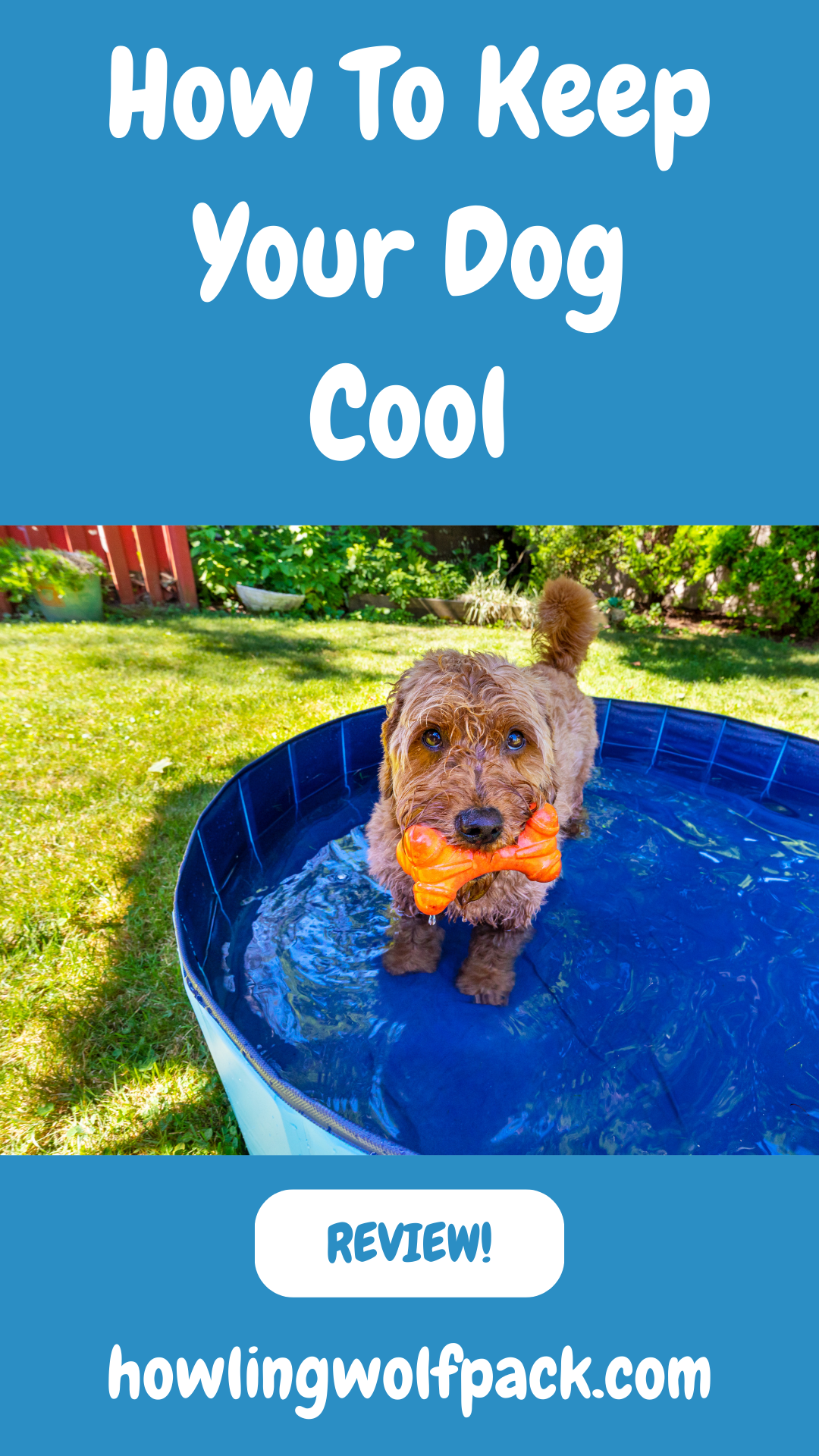 How To Cool Down A Dog - 10 Tips For Keeping A Dog Cool