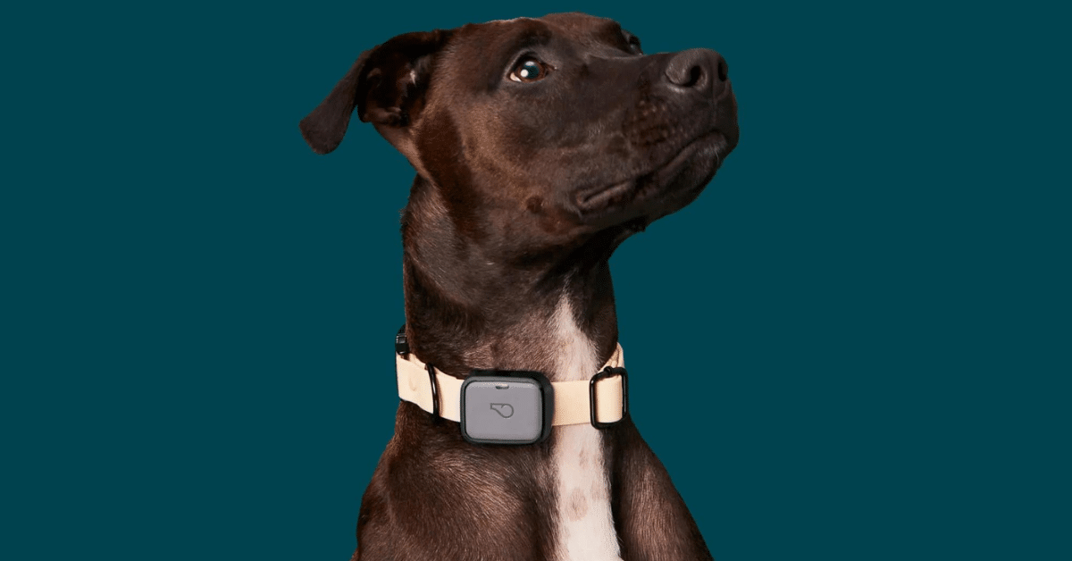 Best GPS Dog Collars & Pet Trackers of 2024