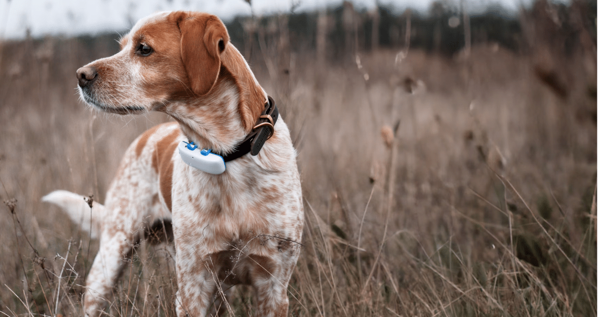 Best GPS Dog Collars & Pet Trackers of 2024