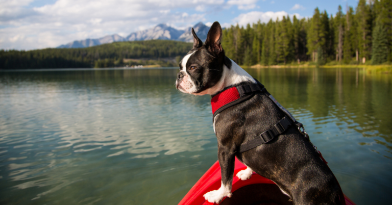 Best Kayaks for Dogs in 2024: Safe and Fun Paddling!