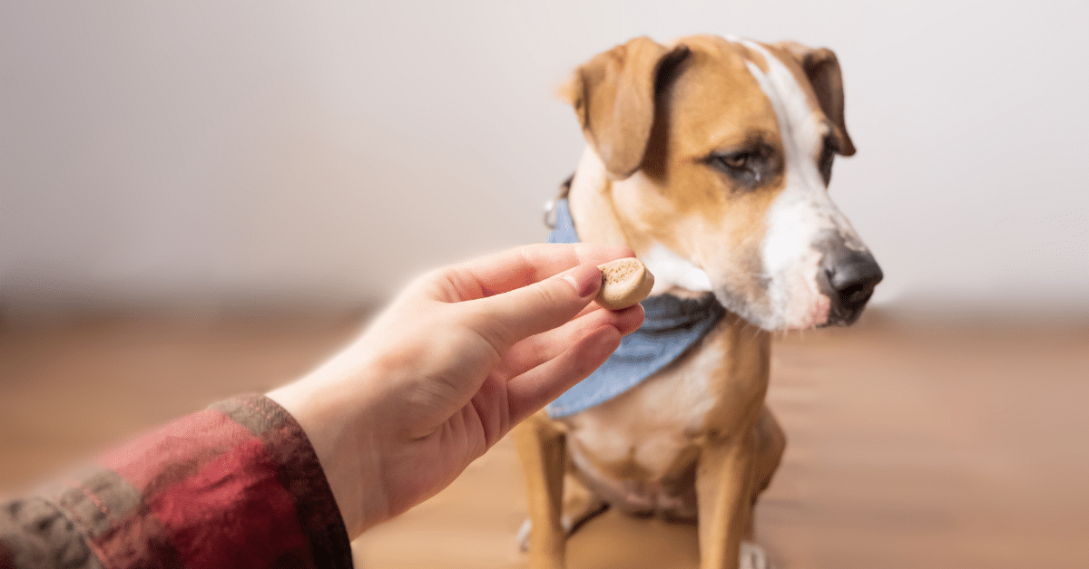 Dog Not Eating? Tips to Get Your Dog Eating Again