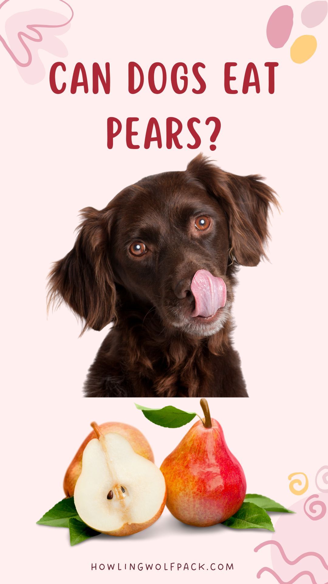 Can Dogs Eat Pears? Yes! Learn Everything You Need To Know!