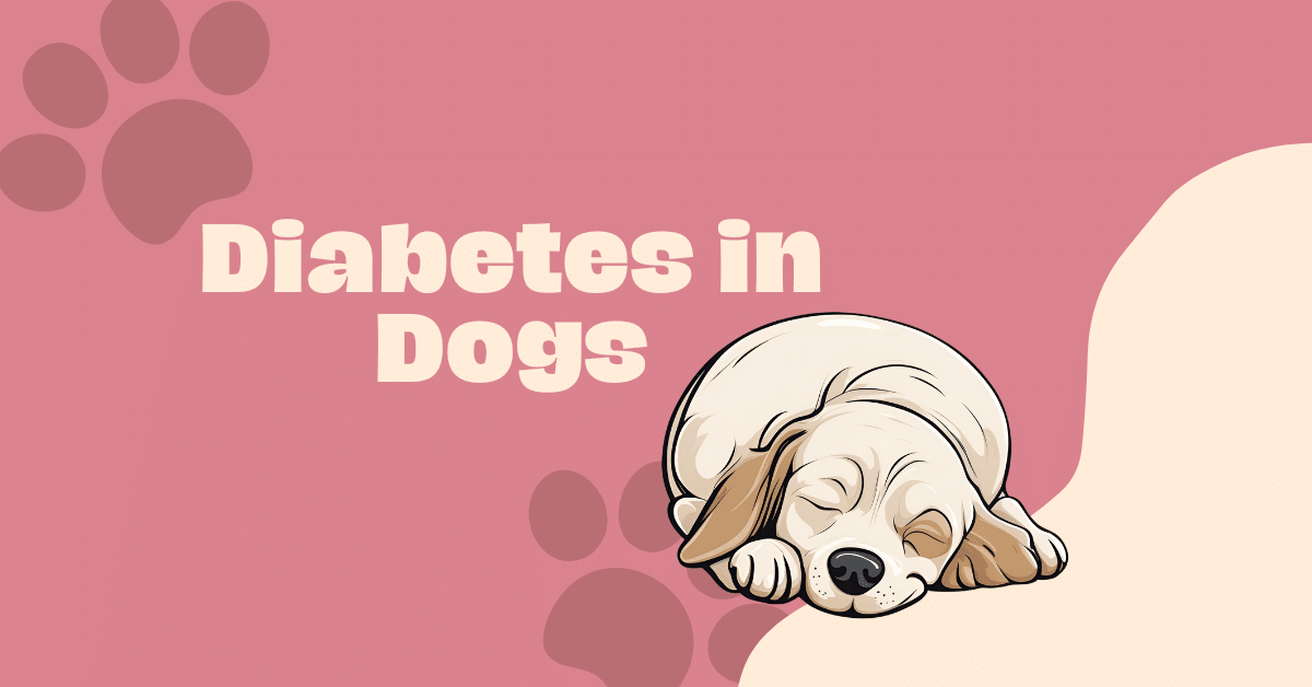 Diabetes in Dogs: Symptoms, Causes, & Treatment