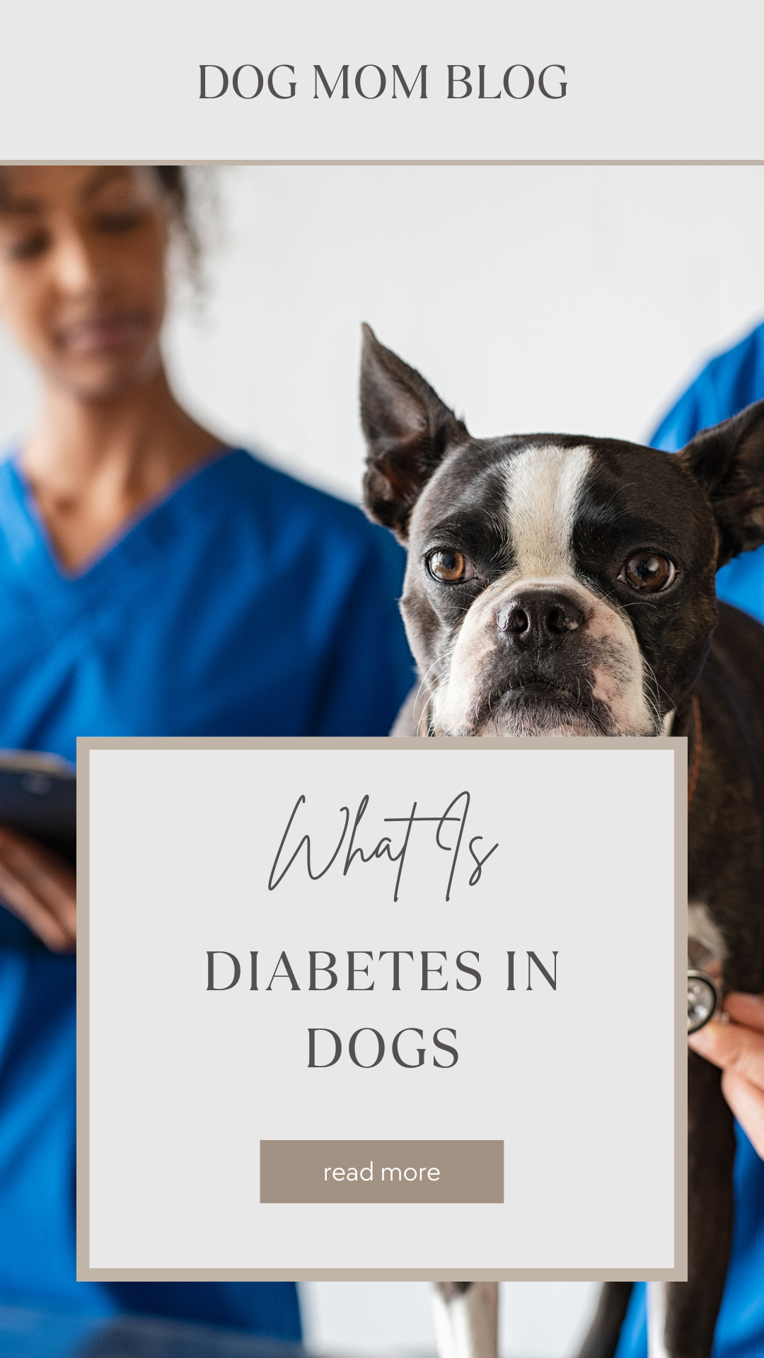 Diabetes in Dogs: Symptoms, Causes, & Treatment