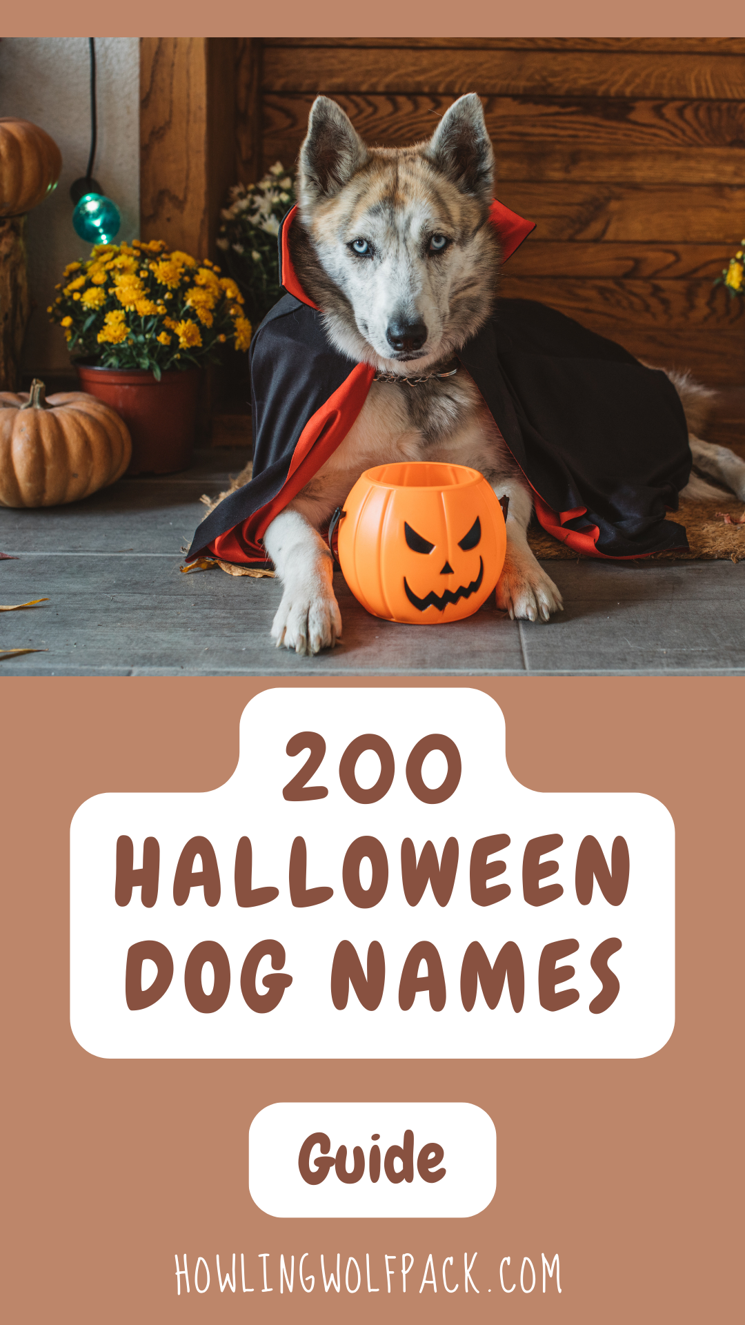 200 Spooky and Fun Halloween Dog Names for Your Pup