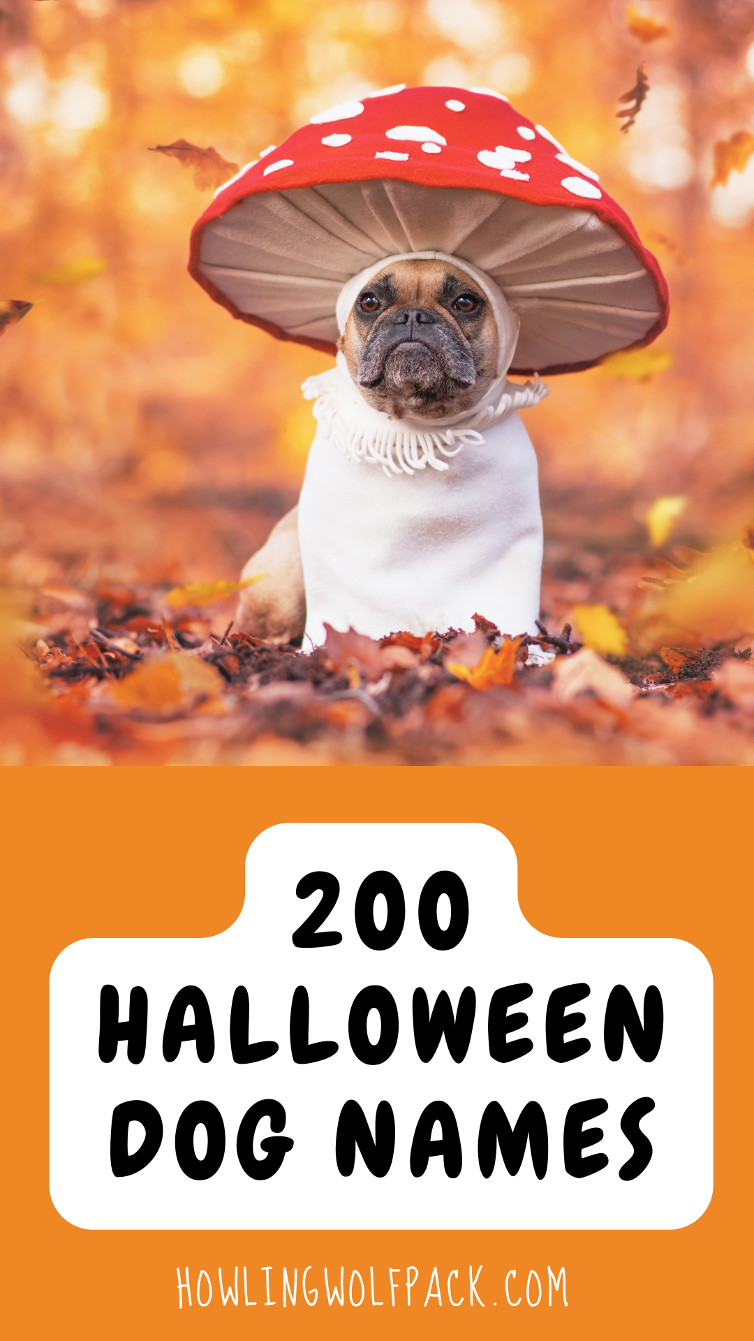 200 Spooky and Fun Halloween Dog Names for Your Pup